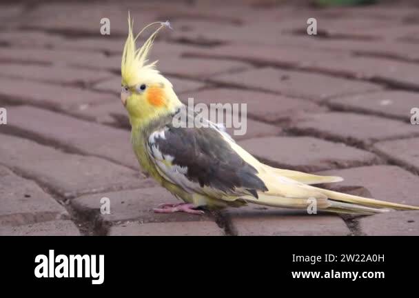 Typical australian male Stock Videos & Footage - HD and 4K Video Clips ...