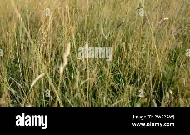Mixed grasses Stock Videos & Footage - HD and 4K Video Clips - Alamy