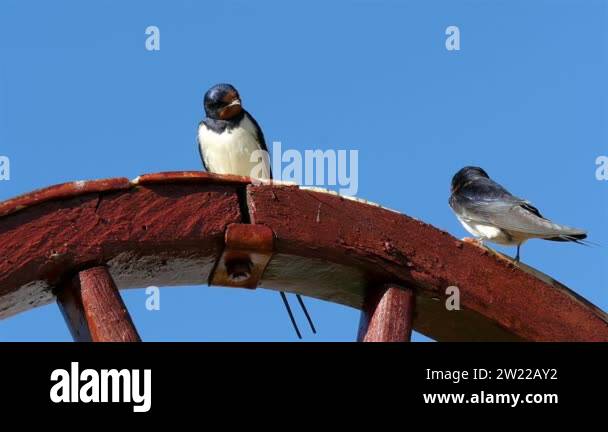 Top two birds Stock Videos & Footage - HD and 4K Video Clips - Alamy
