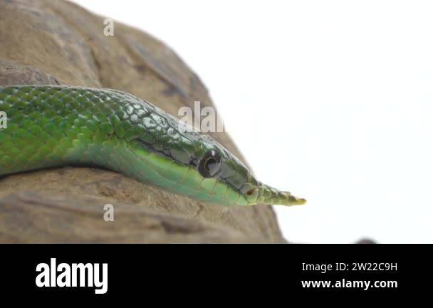 Rhinoceros Ratsnake or Rhynchophis Boulengeri. Also Known as Rhinoceros ...