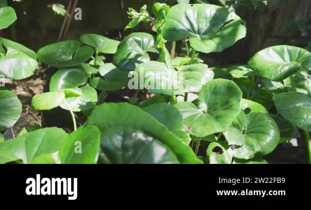 Plants rounded leaves Stock Videos & Footage - HD and 4K Video Clips ...