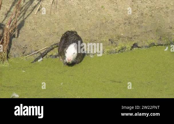 Animal nutria in the wild. Behavior and lifestyle of animal nutria in ...