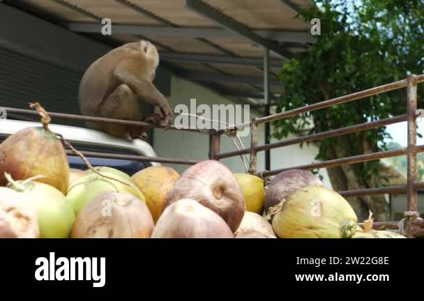 Cute monkey worker rest from coconut harvest collecting. The use of ...