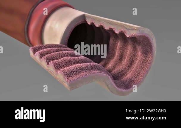 The digestive system.Fine bristles on the inner surface of the small ...