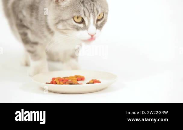 Greedy cat Stock Videos & Footage - HD and 4K Video Clips - Alamy