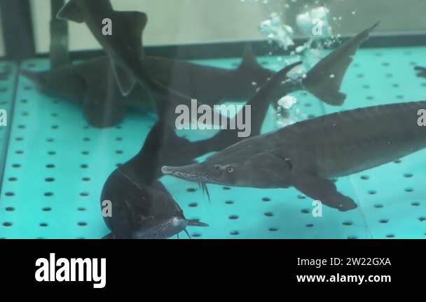 Freshwater fish of china Stock Videos & Footage - HD and 4K Video Clips ...