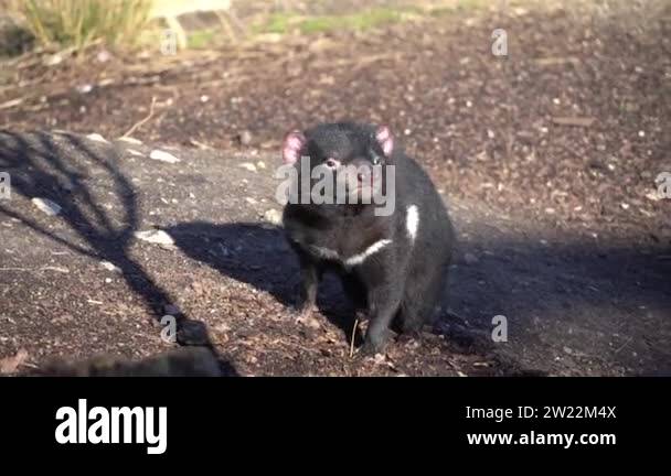 Tasmanian devil also known as marsupial devil and marsupial devil, lat ...