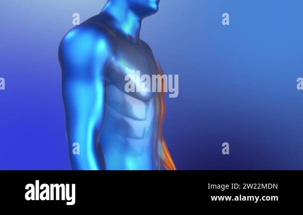 3D Anatomy of Human Muscles. Human Loop Rotation Animation in a Blue ...