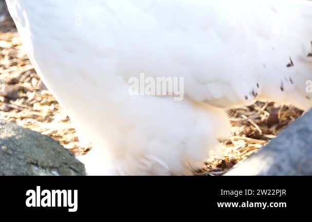 Owl legs Stock Videos & Footage - HD and 4K Video Clips - Alamy