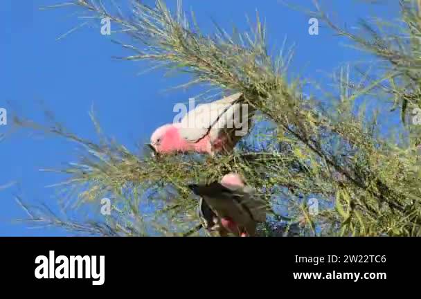 Princess parrot Stock Videos & Footage - HD and 4K Video Clips - Alamy