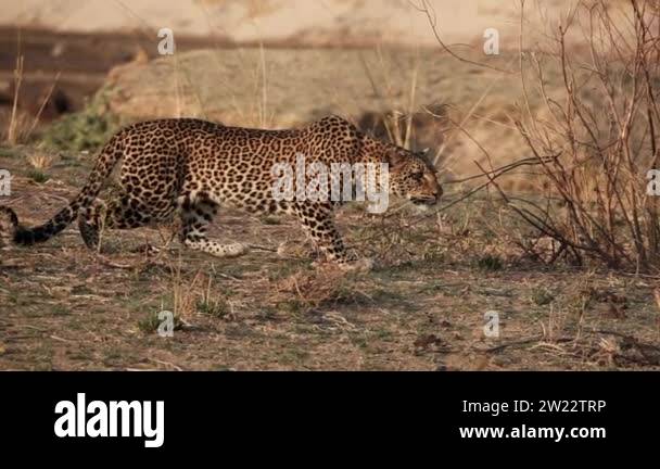 Spectacular wild leopard stalking in super slow motion 4k Stock Video ...