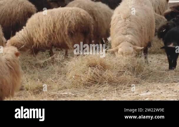Purebred sheep Stock Videos & Footage - HD and 4K Video Clips - Alamy