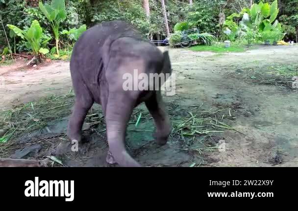 Elephant dance Stock Videos & Footage - HD and 4K Video Clips - Alamy