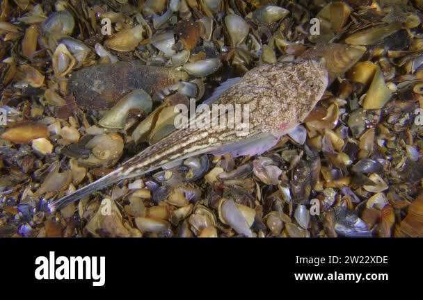 Sea fish Atlantic stargazer (Uranoscopus scaber) lies on the seabed ...