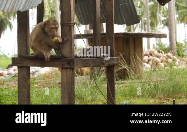 Cute monkey worker rest from coconut harvest collecting. The use of ...