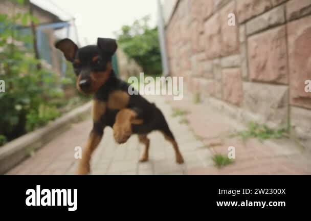 Dwarf dog Stock Videos & Footage - HD and 4K Video Clips - Alamy