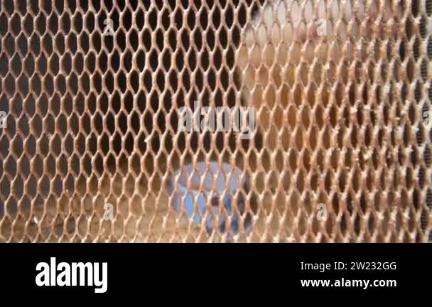 Breeding fur bearing animals Stock Videos & Footage - HD and 4K Video ...