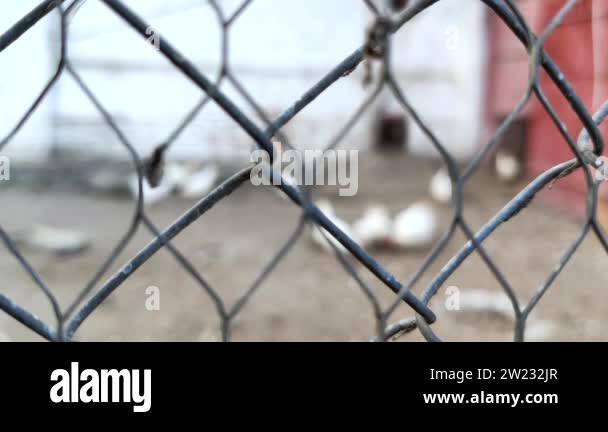Animal confinement Stock Videos & Footage - HD and 4K Video Clips - Alamy