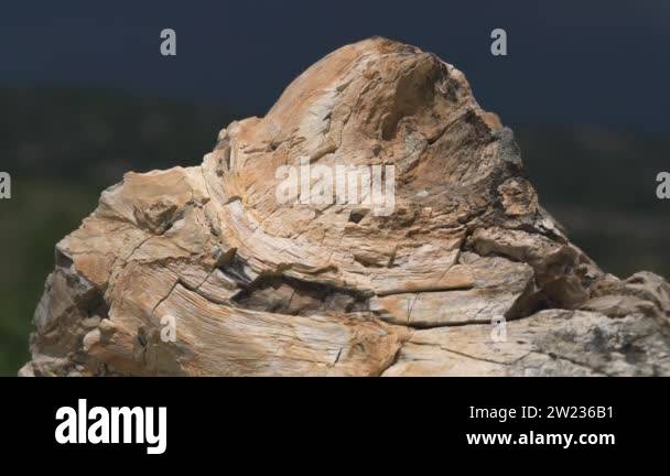 Petrified forest in which tree trunks have fossilized. Silicified trunk ...