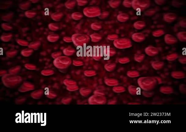 Red blood cells floating through blood and circulating in the vessels ...