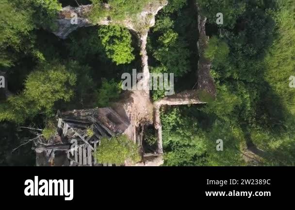 Trees growing through the ruins Stock Videos & Footage - HD and 4K ...