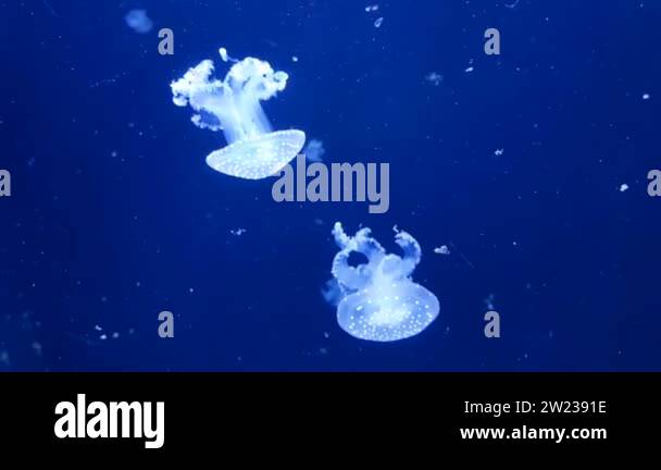 Two jellyfish swimming in the zoo behind glass. Blue water and ...