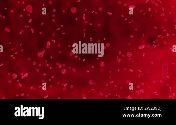 3d Loop Animation Red blood cells inside an artery, vein. The flow of ...