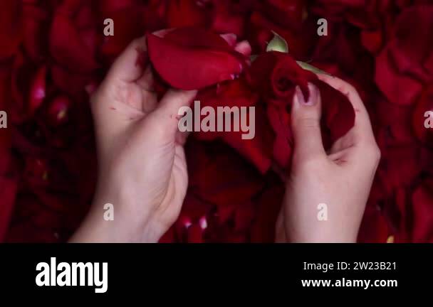 Close-up female bloodied hands tearing a rose flower and throwing ...
