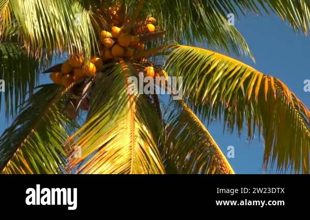 Palm tree yellow coconuts Stock Videos & Footage - HD and 4K Video ...