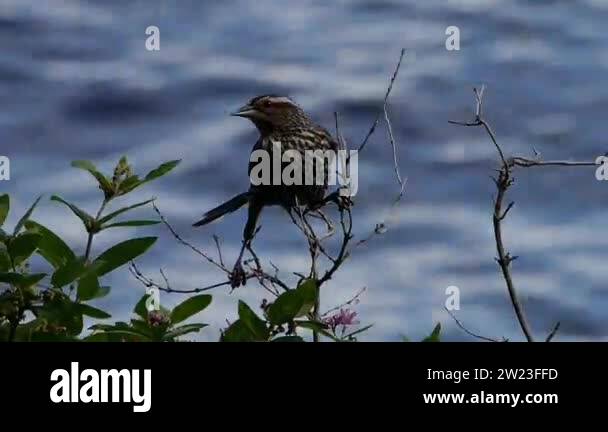 Female blackbird dead bird Stock Videos & Footage - HD and 4K Video ...