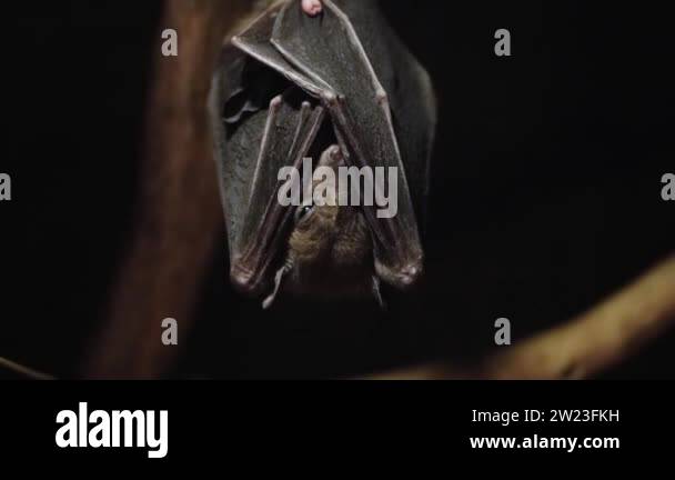 Winged mouse Stock Videos & Footage - HD and 4K Video Clips - Alamy