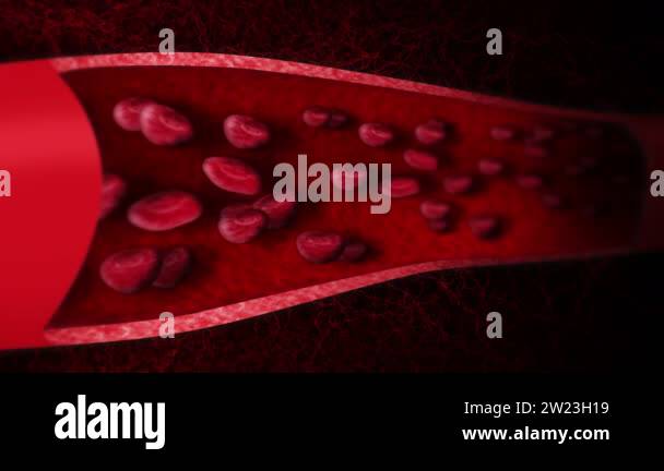 Human circulatory system. 3D loop animation of human blood vessel with ...