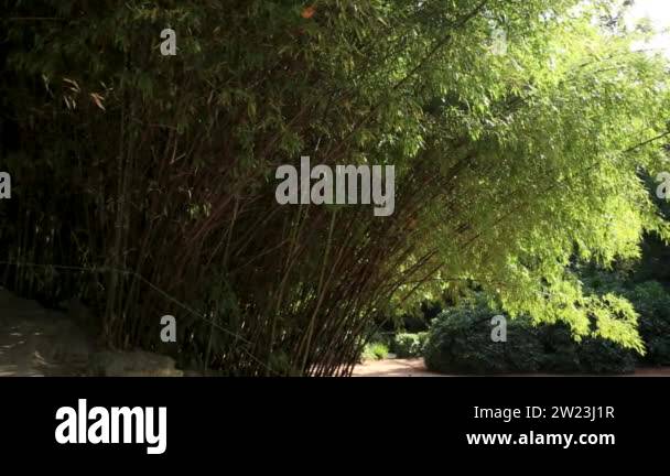 Phyllostachys viridi glaucescens Stock Videos & Footage - HD and 4K ...