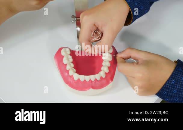 Orthodontist showing how to clean teeth using dental floss and jaw ...