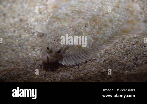 Flat fish camouflage Stock Videos & Footage - HD and 4K Video Clips - Alamy
