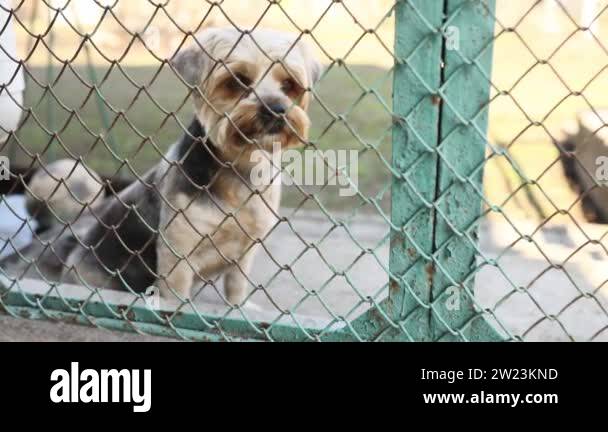 Iron net fence Stock Videos & Footage - HD and 4K Video Clips - Alamy