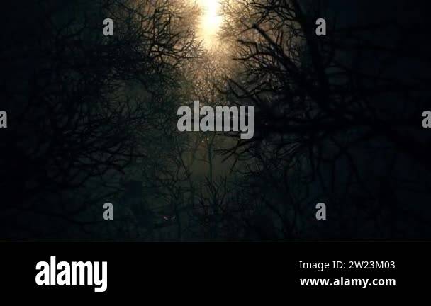 In Night Death Forests is motion footage for adventure films and ...