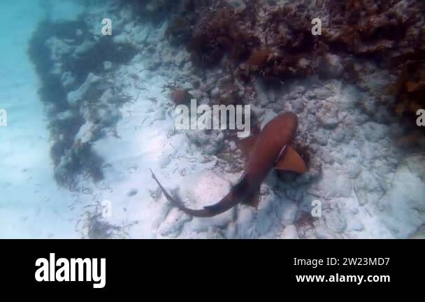 Nurse shark swimming above tropical coral reef Stock Video Footage - Alamy