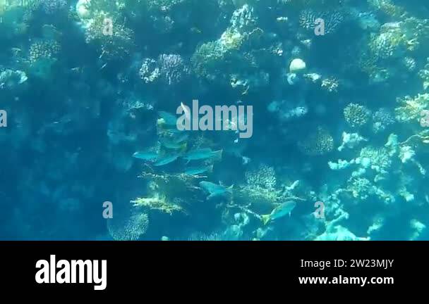 Underwater shooting of the fishes and reef in red sea Stock Video ...