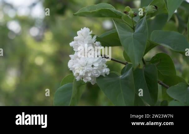 Terry flowers Stock Videos & Footage - HD and 4K Video Clips - Alamy