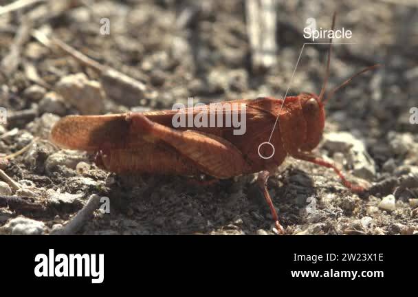 Locust anatomy Stock Videos & Footage - HD and 4K Video Clips - Alamy