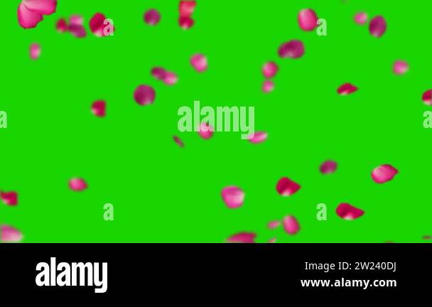 Green screen rose Stock Videos & Footage - HD and 4K Video Clips - Alamy