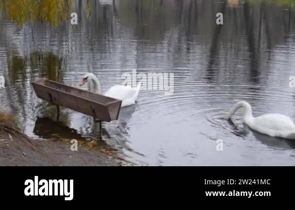 Swim feeder Stock Videos & Footage - HD and 4K Video Clips - Alamy