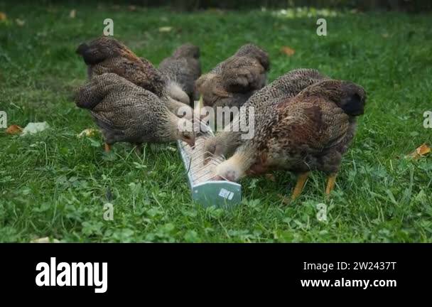 Free range hens -nine weeks old baby chickens - eating from feeder in ...