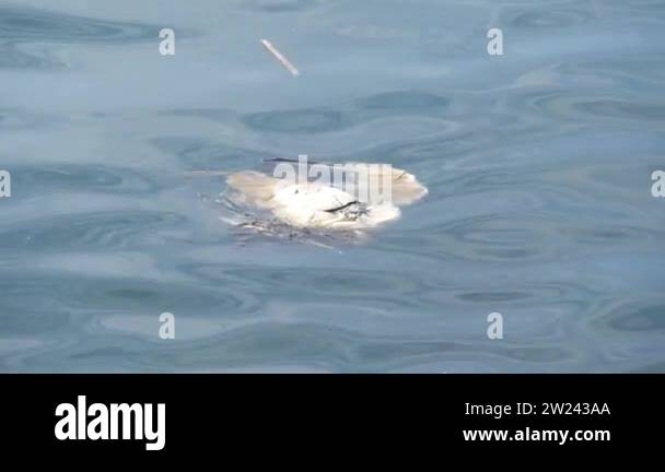 Corpse of bird in ocean water. Dead seabird as symbol of environmental ...