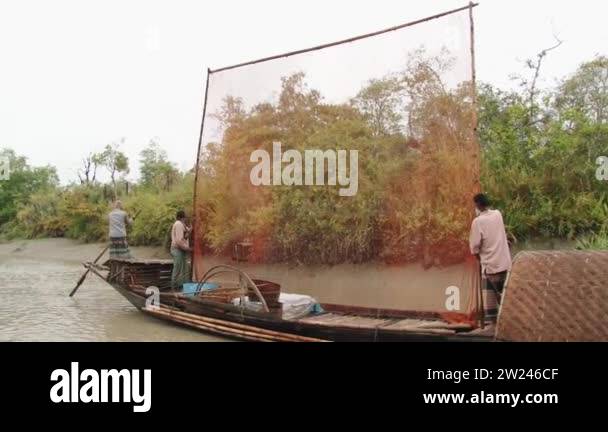 Fishermen do fishing with otters at one of the cannels of Sundarbans ...