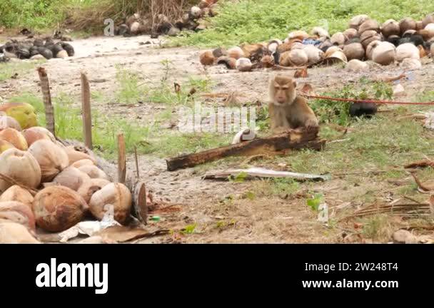 Cute monkey worker rest from coconut harvest collecting. The use of ...
