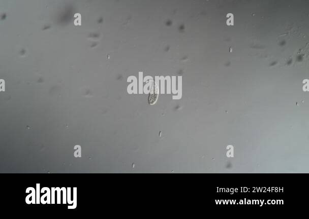 Animals under the microscope Stock Videos & Footage - HD and 4K Video ...