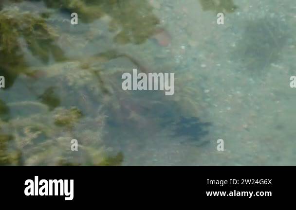 Tadpole habitat Stock Videos & Footage - HD and 4K Video Clips - Alamy