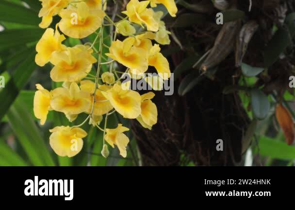 Orchidea dendrobium Stock Videos & Footage - HD and 4K Video Clips - Alamy